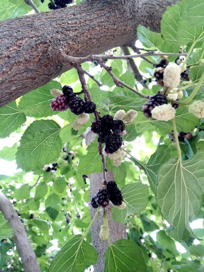 White berries stock image. Image of wood, white, chokeberry - 58838485