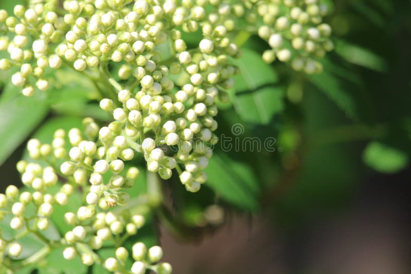 White Berries stock image. Image of blossom, garden - 115833171