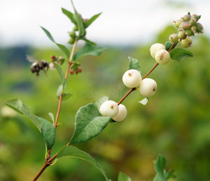White berries stock image. Image of insect, garden, berries - 74525431