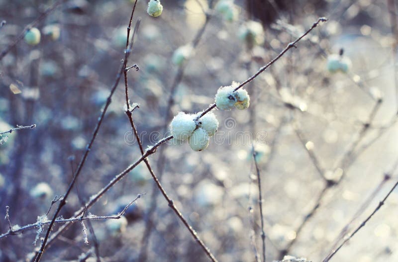White berries on a bush stock image. Image of thorn, autumn - 60038883