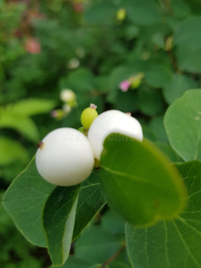 White berries stock image. Image of berries, white, growing - 99162223