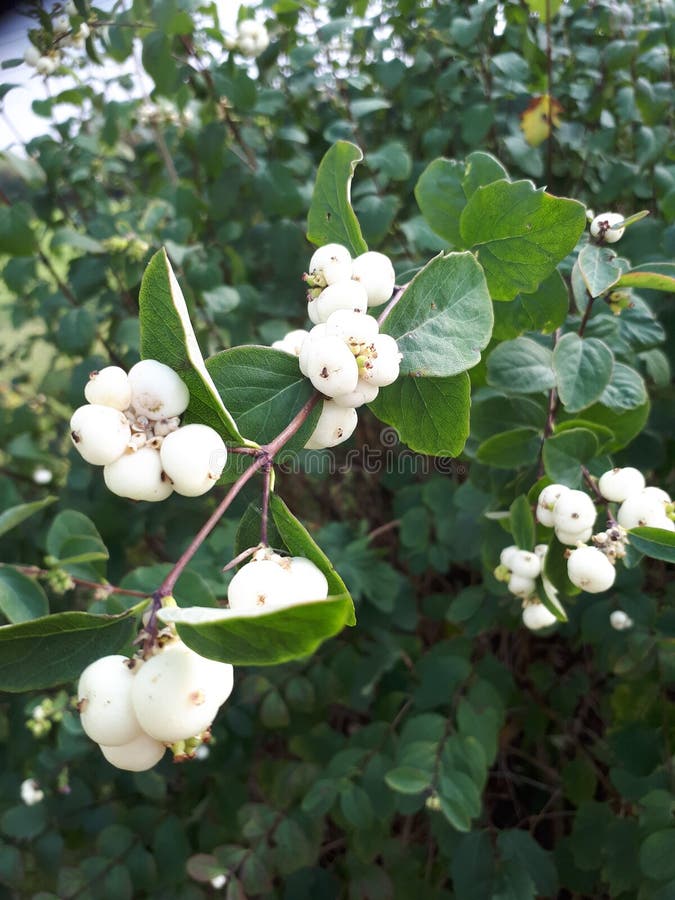 White Berries stock photo. Image of berries, seeds, leaves - 101777018