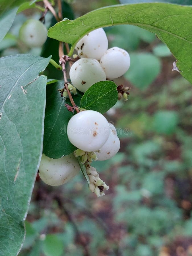 White berry on the bush stock image. Image of autumn - 230850117