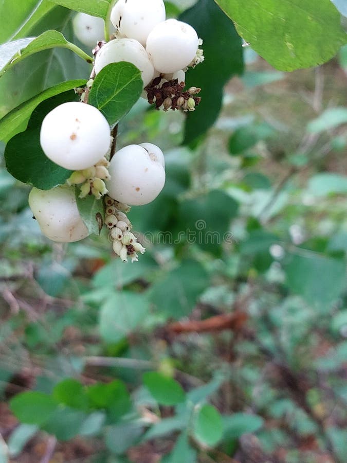 White berry on the bush stock photo. Image of blossom - 230850148