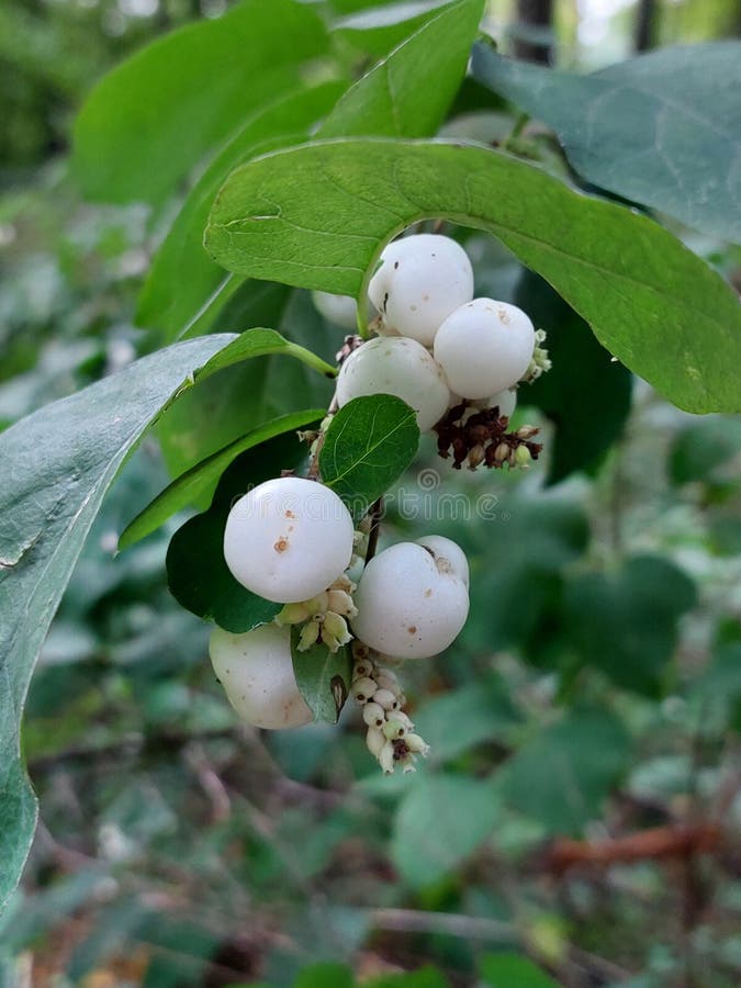 White berry on the bush stock photo. Image of wildflower - 230850172