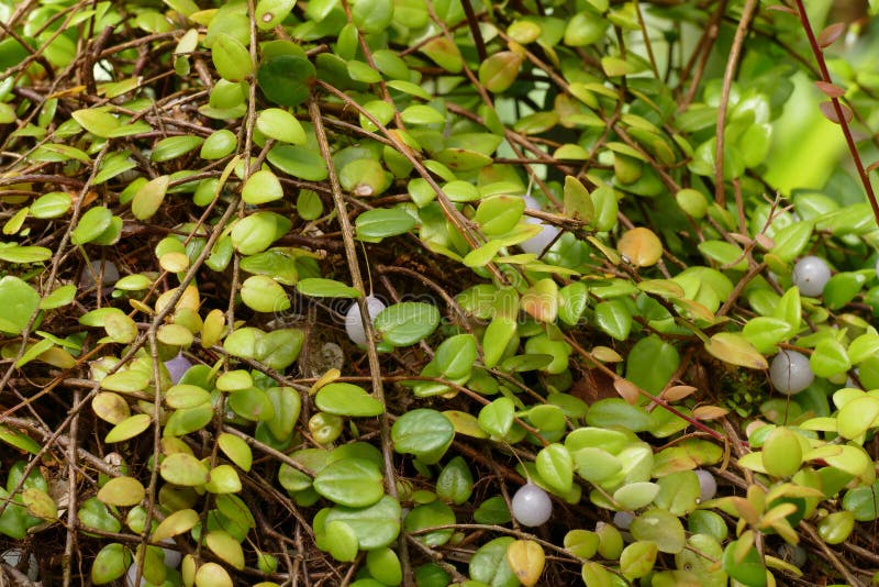 White berry ground shrub stock image. Image of natural - 151440479