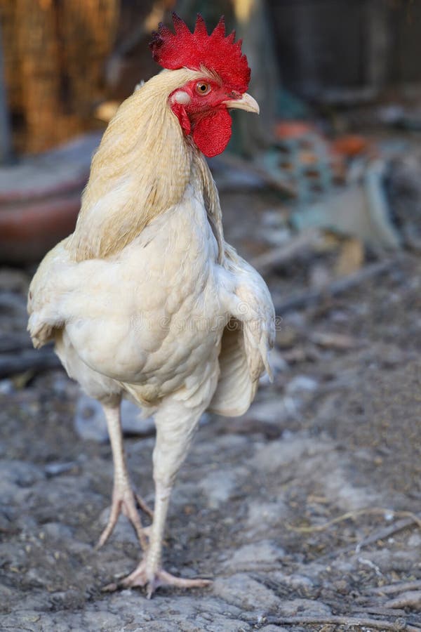 White Betong Chickken in Dry Garden Stock Photo - Image of grass ...