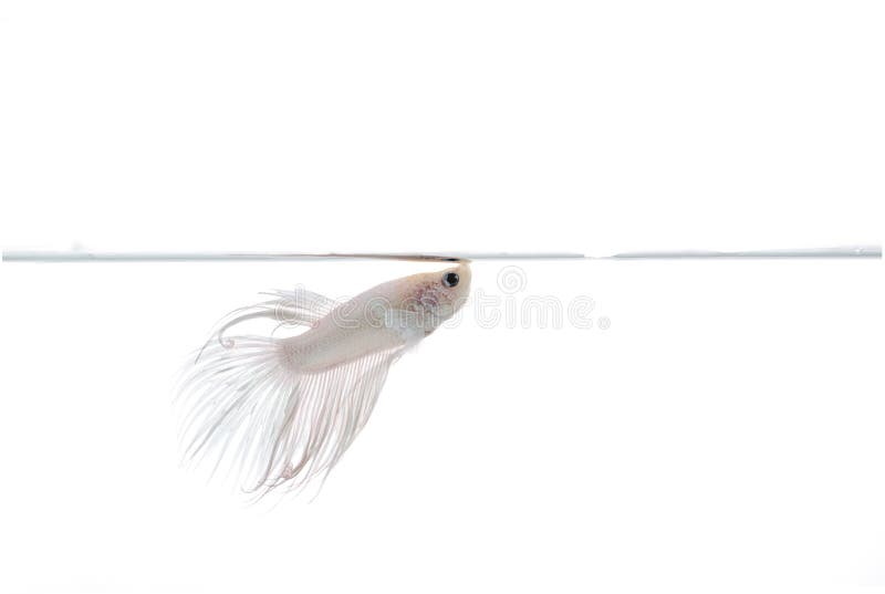 White betta fish stock photo. Image of background, beta - 26058280