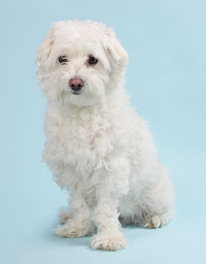 White Bichon Frise and Brown Miniature Poodle Stock Image - Image of ...