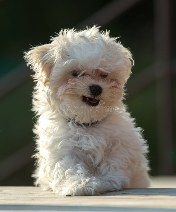 White bichon winks stock photo. Image of mammal, playful - 359223110