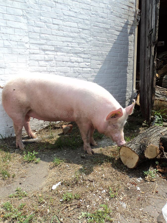 White big pig stock photo. Image of farming, pride, side - 54065462