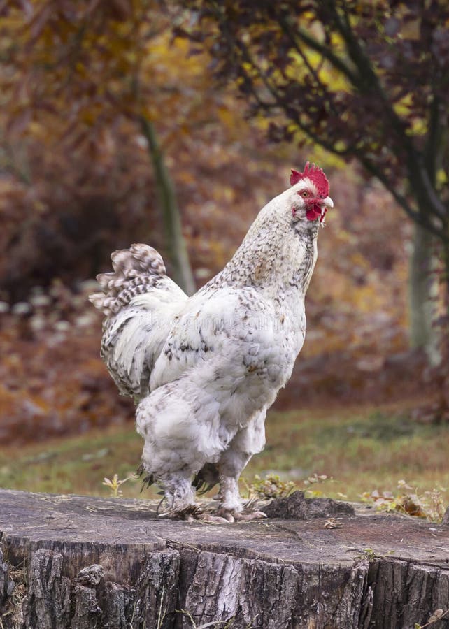 White Big Rooster in Garden. a in Backyard/ Stock Image - Image of ...