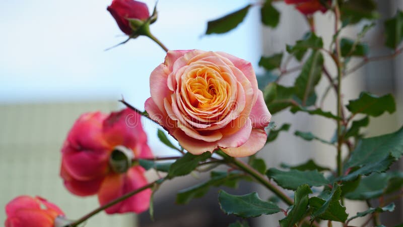 White Big Rose Closeup and Magnificent. Mature White Rose Stock Image ...