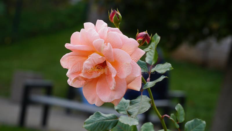 White Big Rose Closeup and Magnificent. Mature White Rose Stock Photo ...