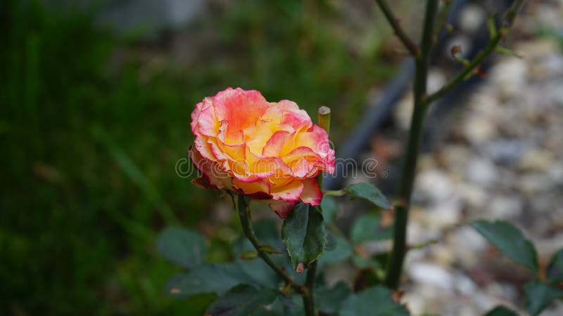 White Big Rose Closeup and Magnificent. Mature White Rose Stock Image ...
