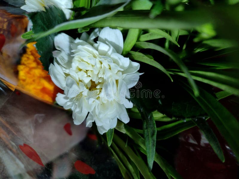 Flower Buke Stock Photos - Free & Royalty-Free Stock Photos from Dreamstime