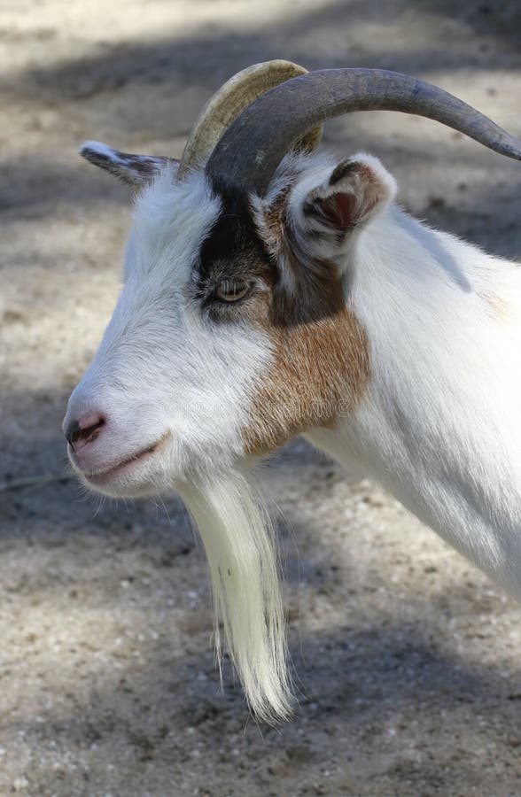 Billy Goat Picture. Image: 9394648