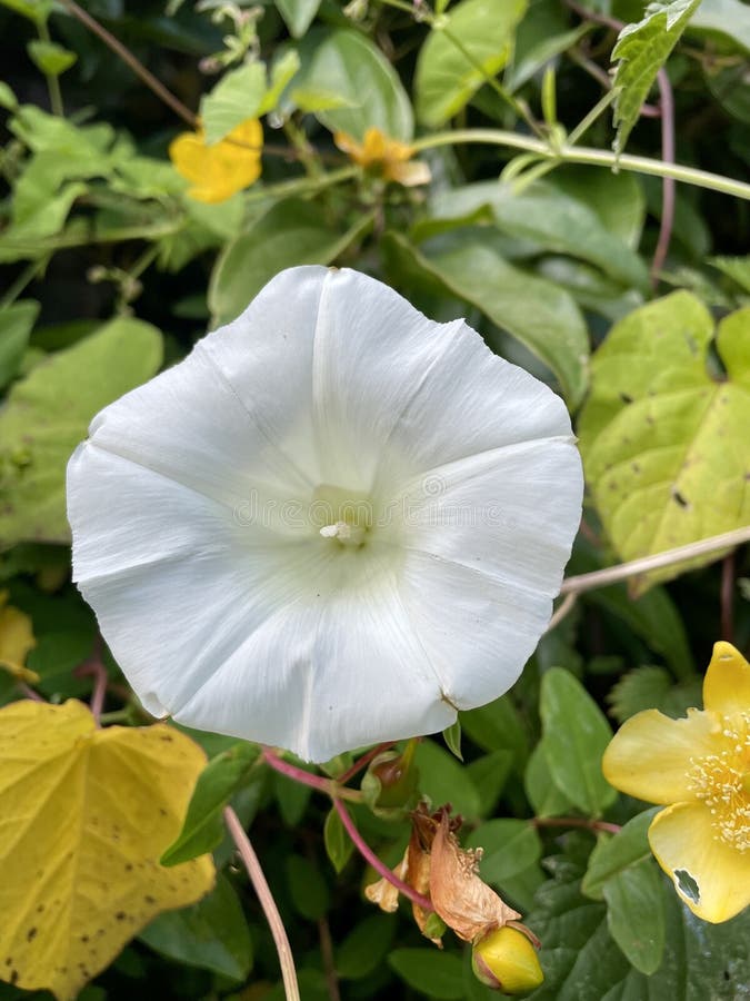 White Bindweed Flower in Summer Stock Image - Image of bindweed ...
