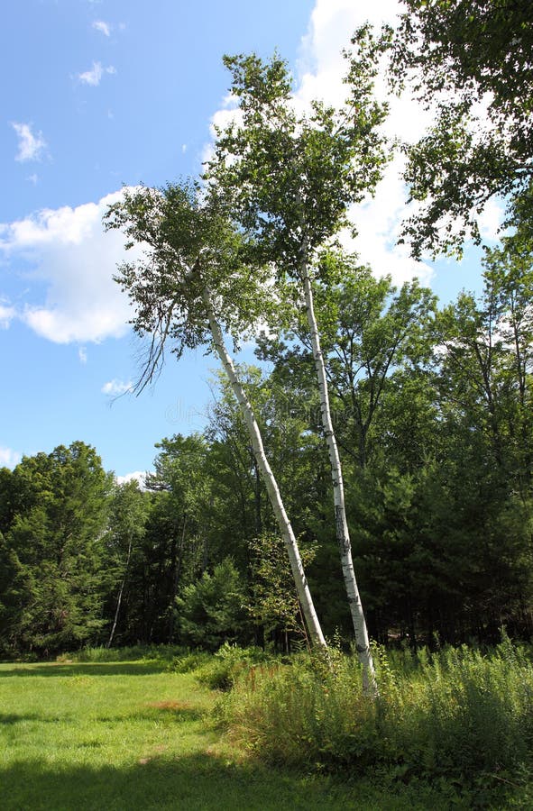 White Birch stock photo. Image of timber, meadow, summer - 15388206