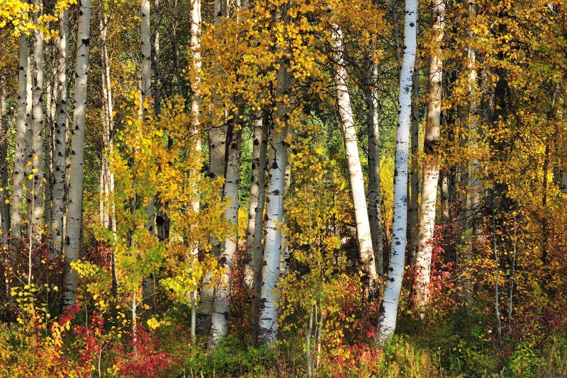 Fall Aspen Birch Leaves stock photo. Image of background - 26673082
