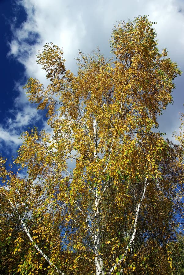 White birch stock image. Image of color, farm, moldavia - 6813483