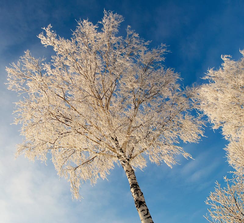 White Birch stock image. Image of branches, birch, atmosphere - 7652035