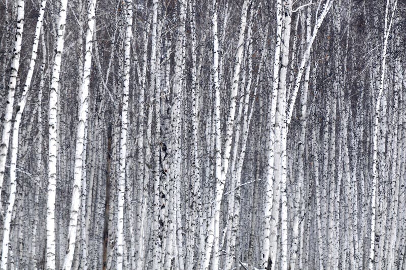White Birch Trees stock photo. Image of tree, landscape - 14405604