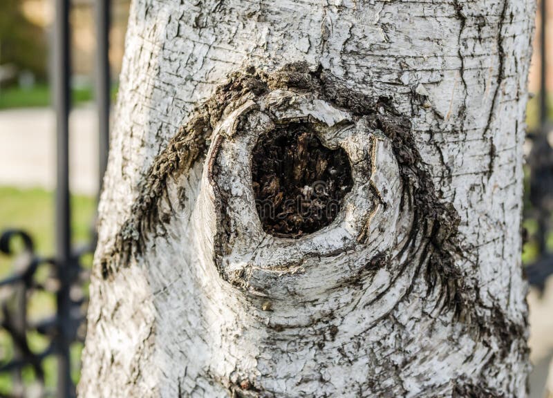 White Birch As a Background. Stock Photo - Image of space, plant: 215052172