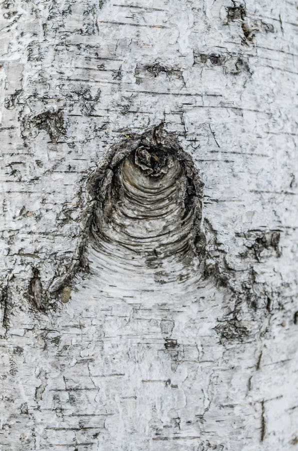 White Birch As a Background. Stock Image - Image of blurred, beauty ...