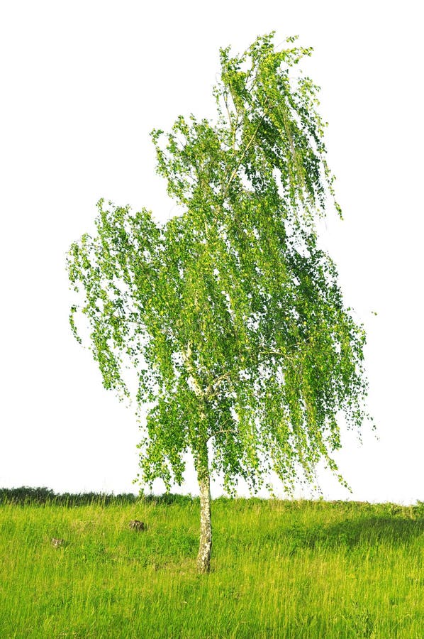 White Birch Tree Early Spring Stock Photo - Image of beautiful, plant ...