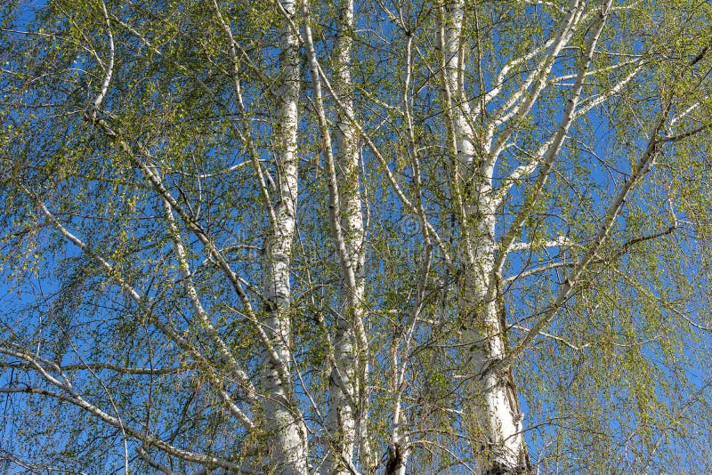 White birch closeup stock image. Image of background - 145832879