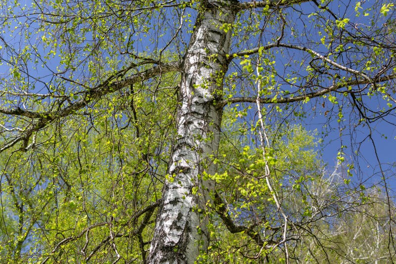 White Birch Tree Green Moss Seattle Washington Stock Photo - Image of ...