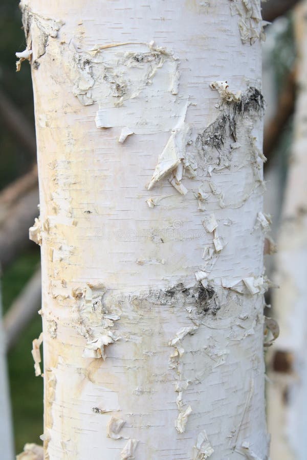 White Birch Bark stock image. Image of sullen, pattern - 45407329