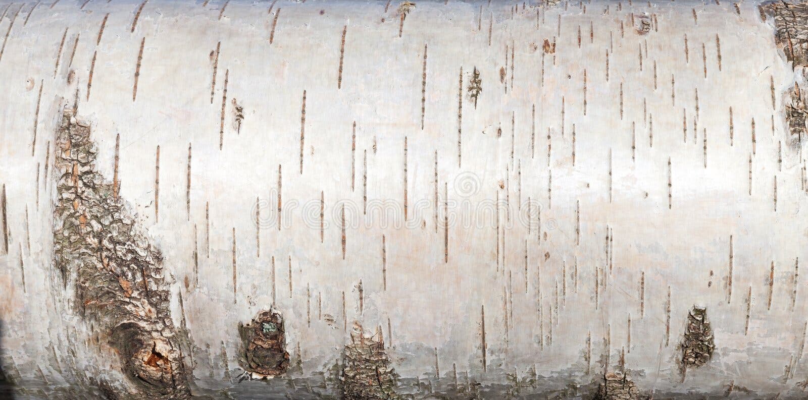 White Birch Trees stock photo. Image of branches, background - 88163044