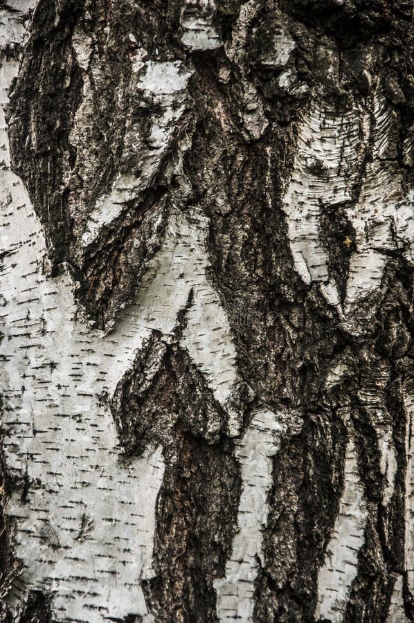 White Birch Bark Macro Background Texture Stock Image - Image of forest ...