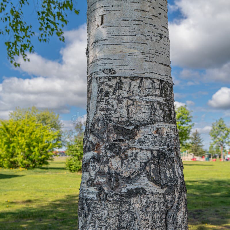 White Birch Bark stock image. Image of peeling, daylight - 305547473