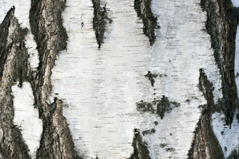 White Birch Bark Surface Texture, Close Up. Stock Image - Image of ...