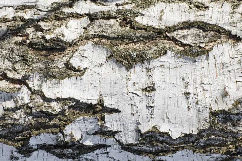 White Birch Bark. Texture of Birch or Alder Bark for Design Stock Image ...