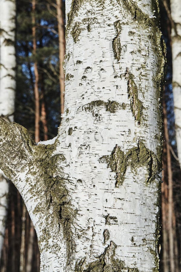 White Bark on Trees in Birch Forest Stock Photo - Image of detail ...