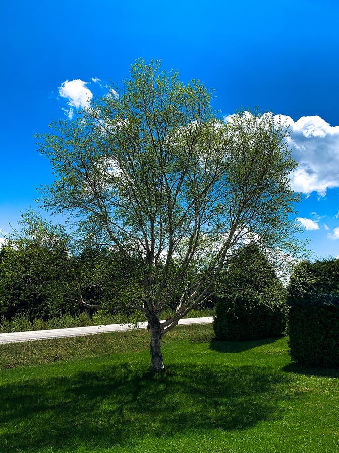 White birch stock photo. Image of blue, tree, cloud - 184651272