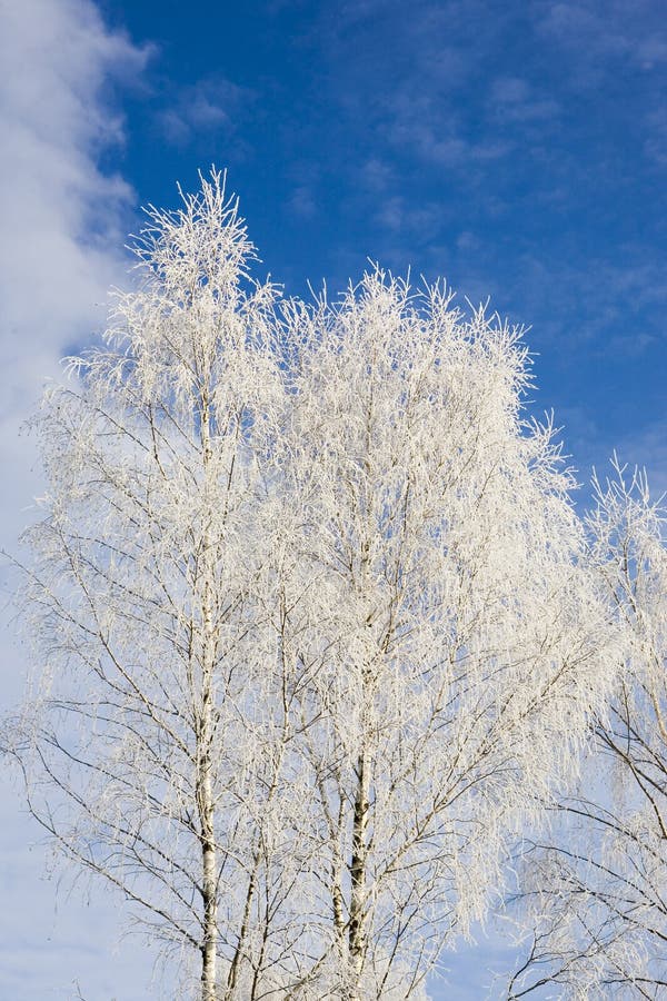 White birch branches stock photo. Image of december, weather - 12460270