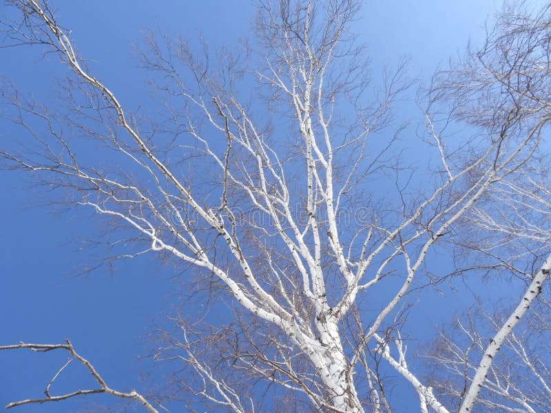 White Birch Branches Against the Blue Sky Stock Photo - Image of blue ...