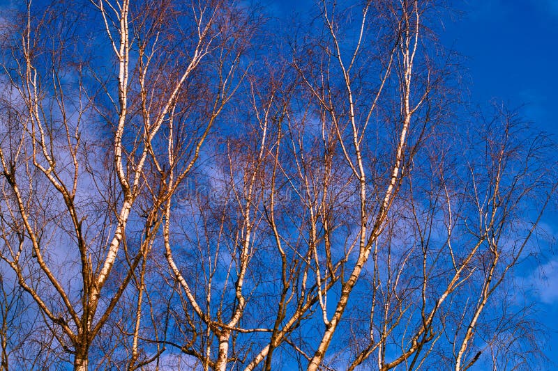 White birch branches stock image. Image of blue, cloud - 48957341