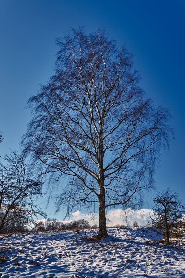 White Birch Branches on a Background of Blue Sky Stock Image - Image of ...