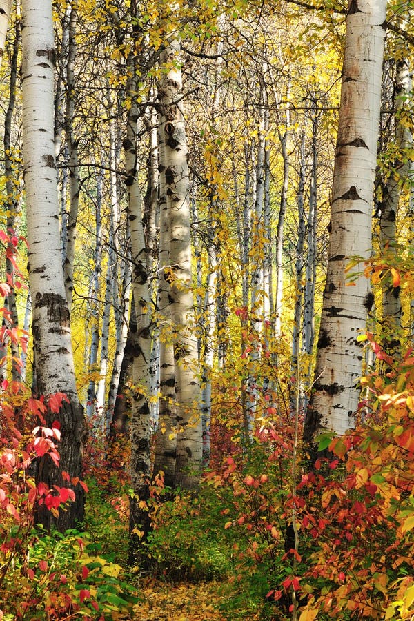 White Birch in the Fall stock photo. Image of autumn, white - 6690886