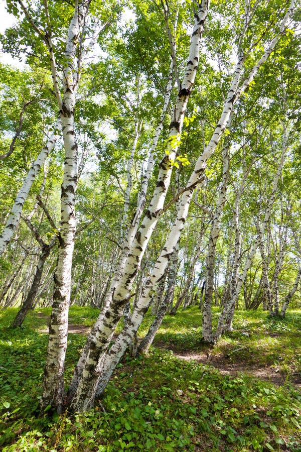 White Birch Forest Landscape Stock Image - Image of green, full: 23051249