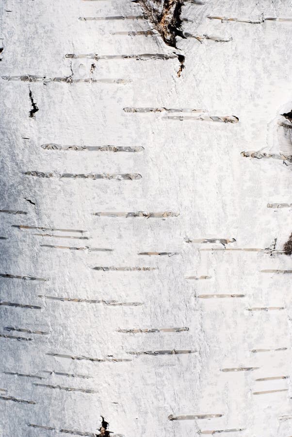 White Birch Texture stock image. Image of abstract, rough - 14422093