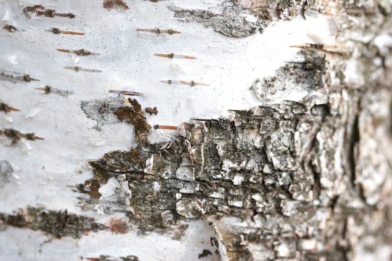 White Birch Texture Picture. Image: 5130532