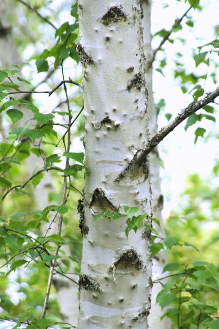 White Birch Tree stock photo. Image of nature, leaves - 2441386