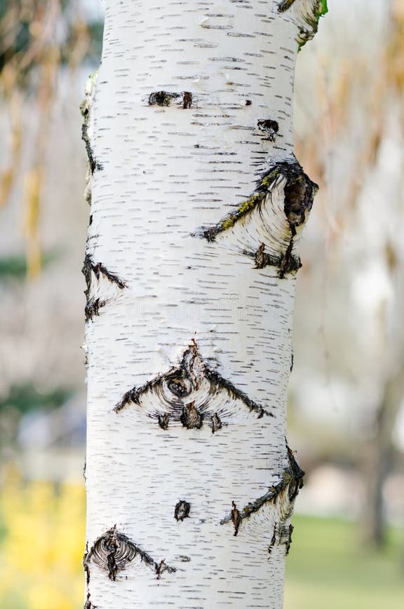 White Birch Tree Bark Close-up Stock Image - Image of outdoors, season ...